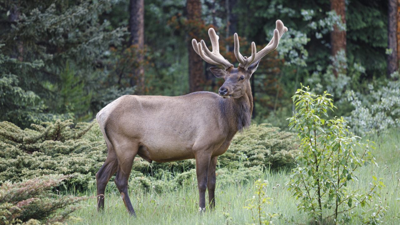 About | Finest Antler